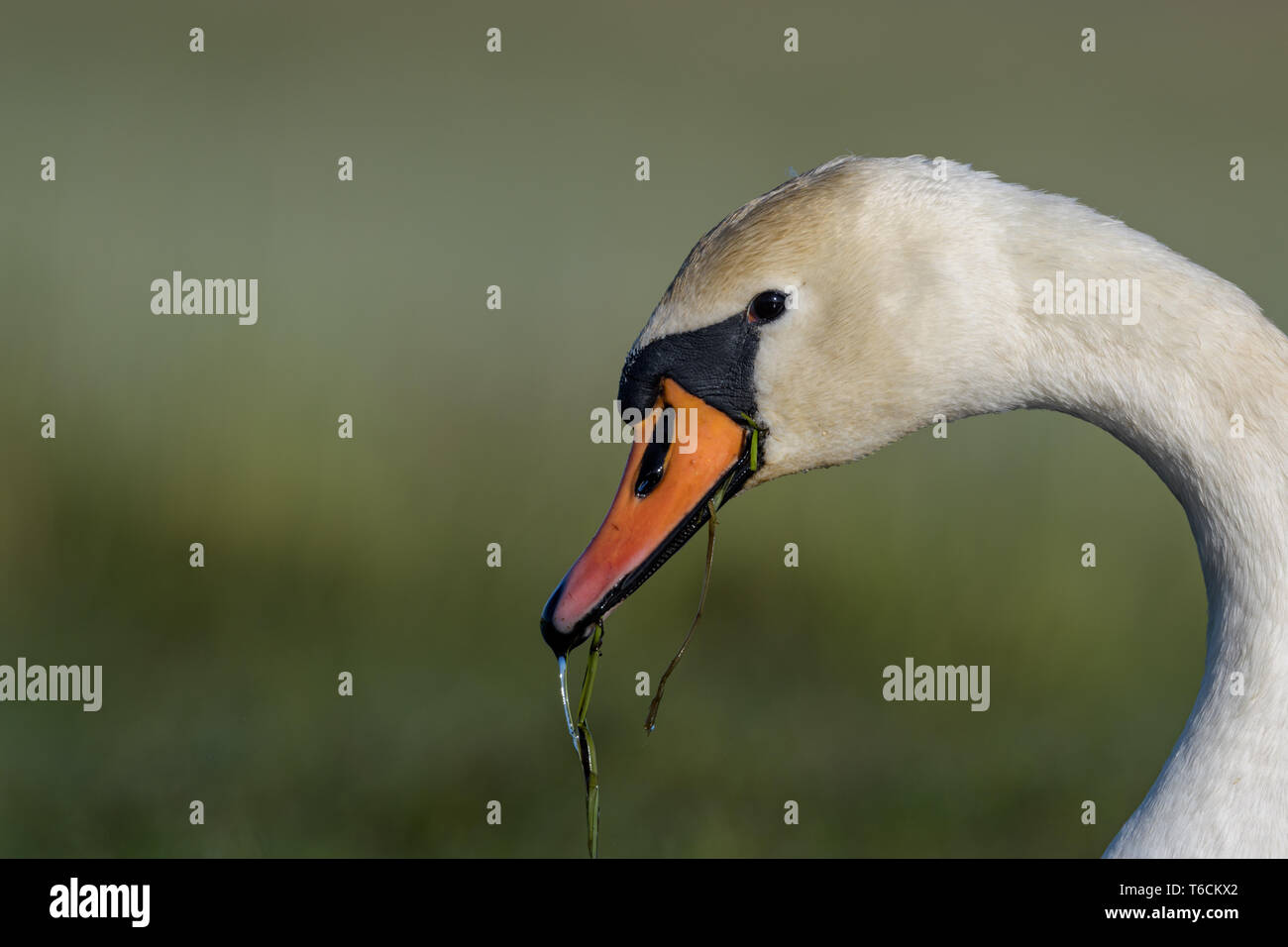 swan portrait in a German bog Stock Photo - Alamy