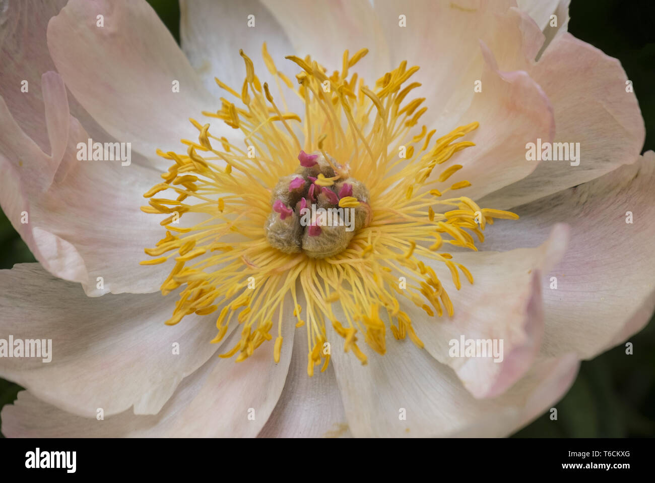 Paeonia officinalis paeonia officinalis hi-res stock photography and ...