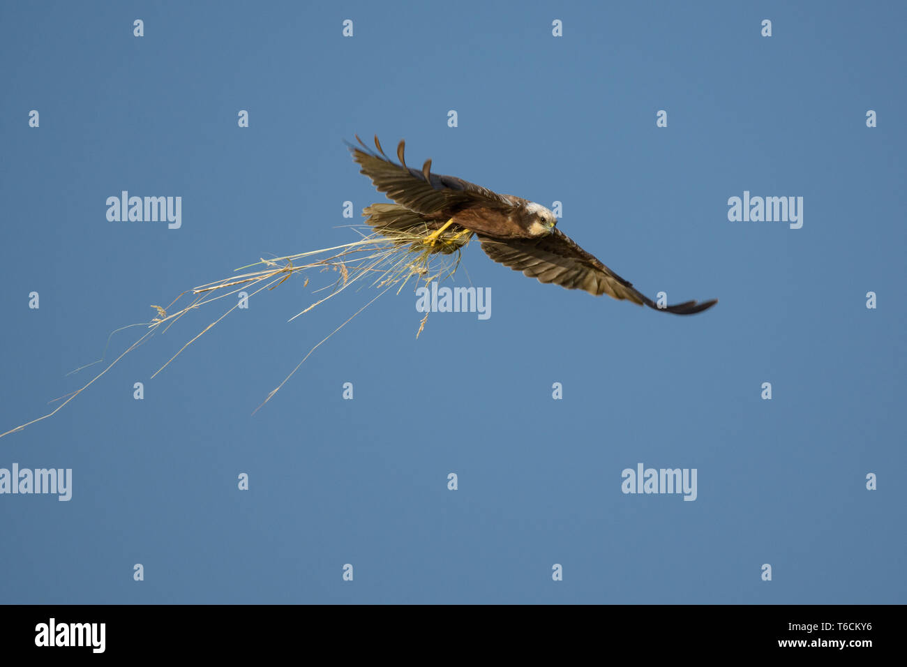 European marsh harrier hi-res stock photography and images - Alamy