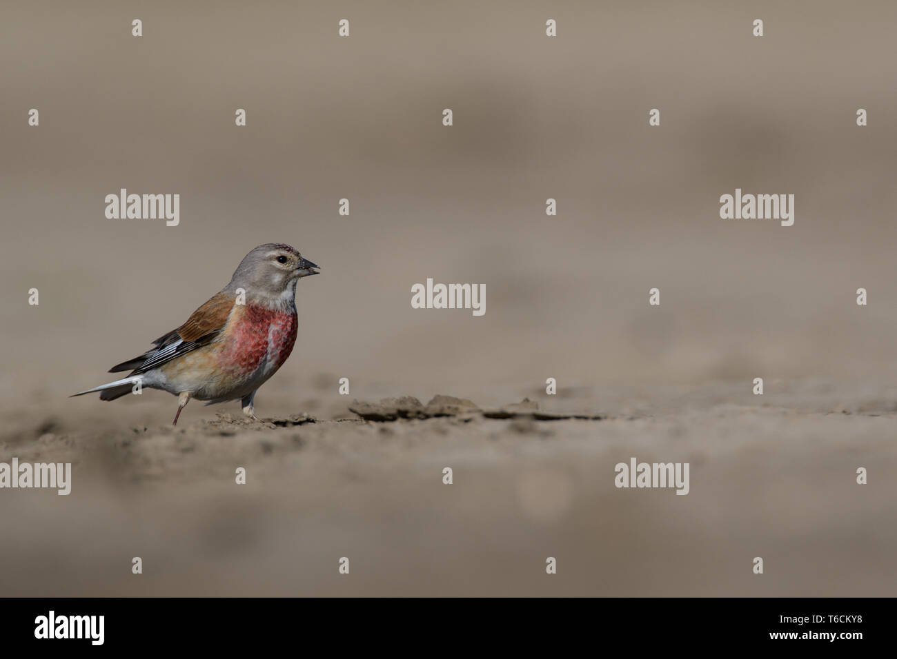 The green linnet hi-res stock photography and images - Alamy