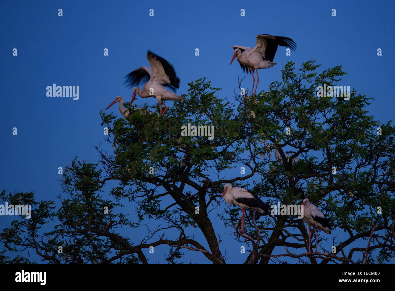 Ostungarn hi-res stock photography and images - Alamy