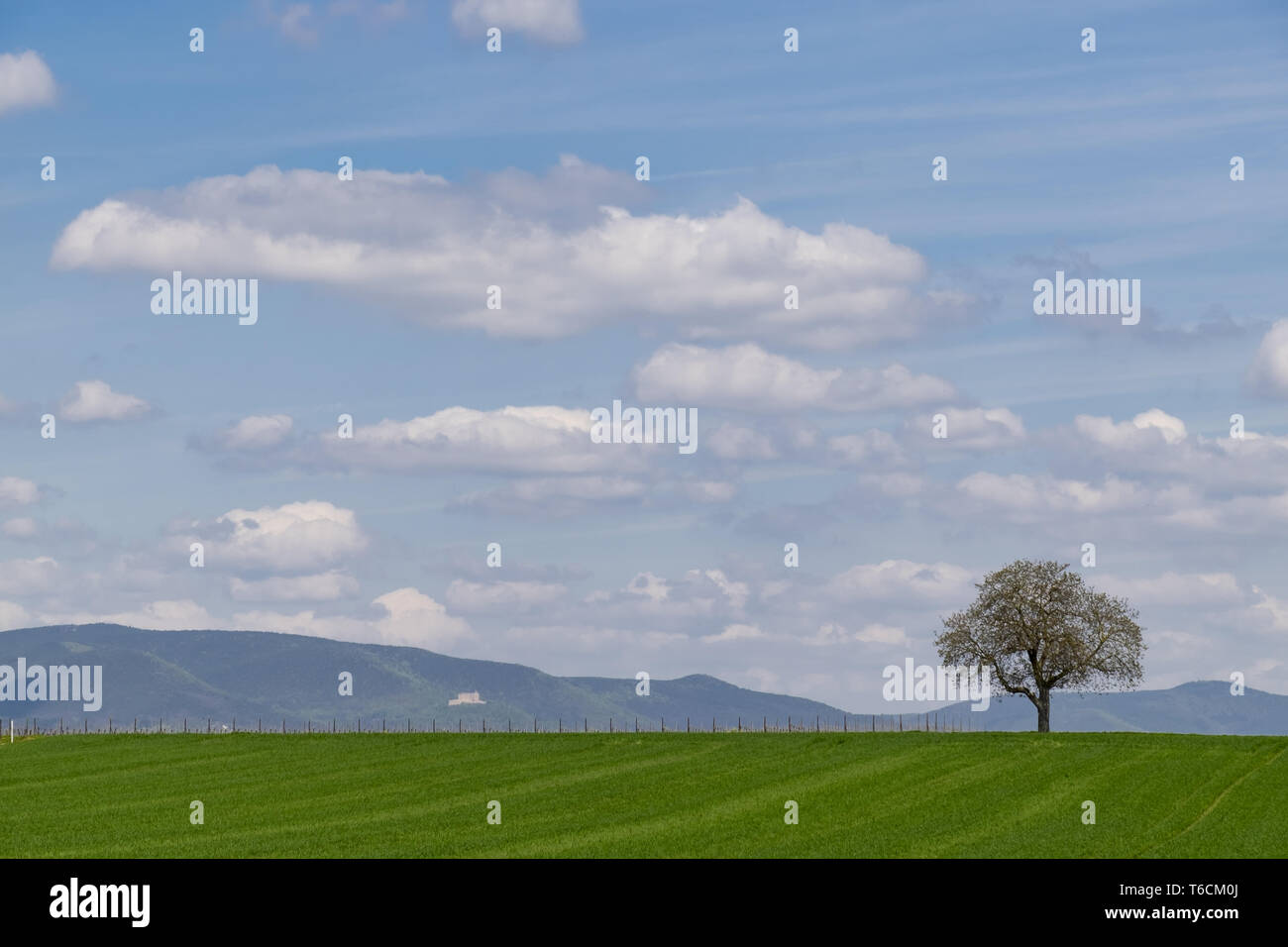 Walnut tree in front of cloudy sky Stock Photo - Alamy