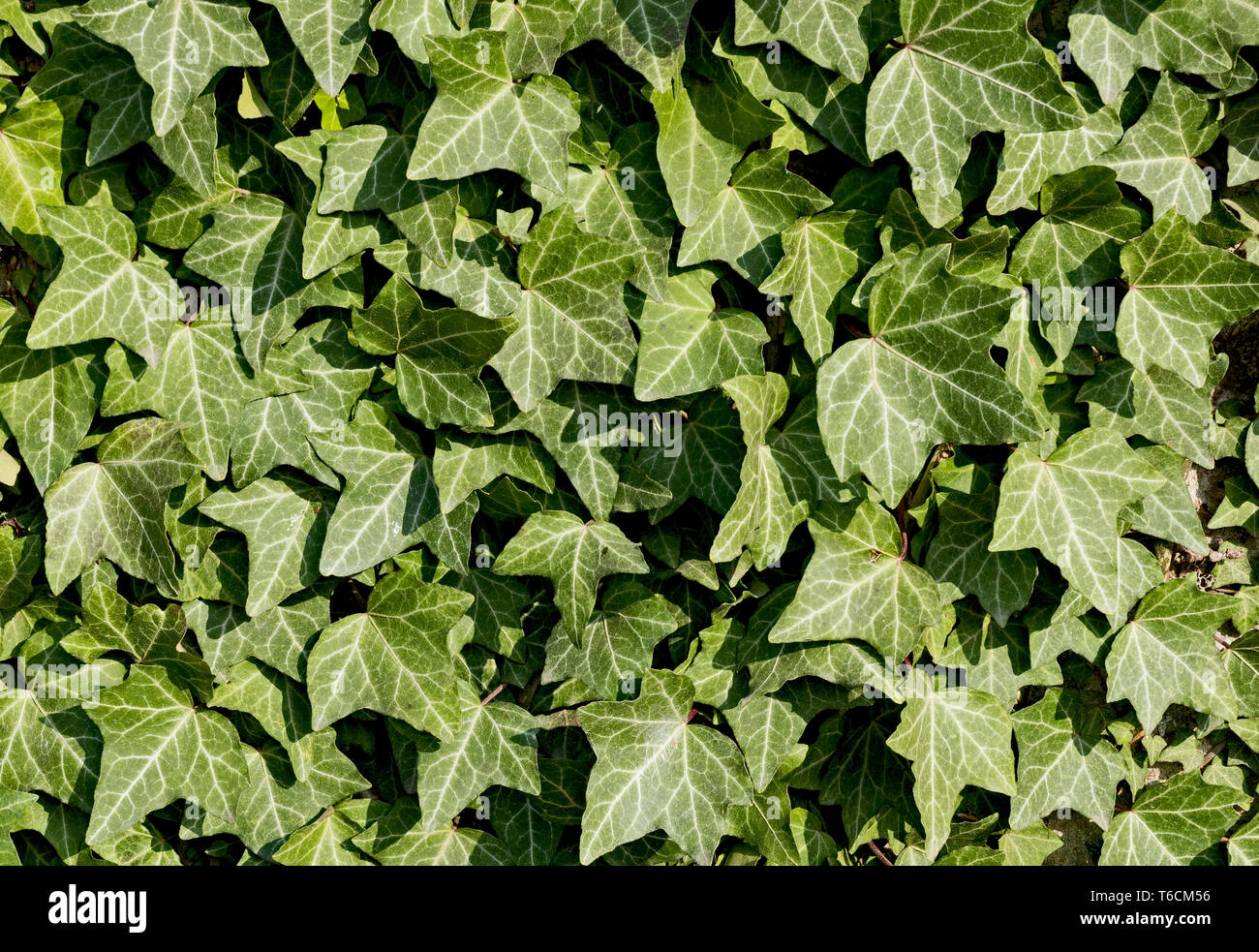 Ivy hedera hi-res stock photography and images - Alamy