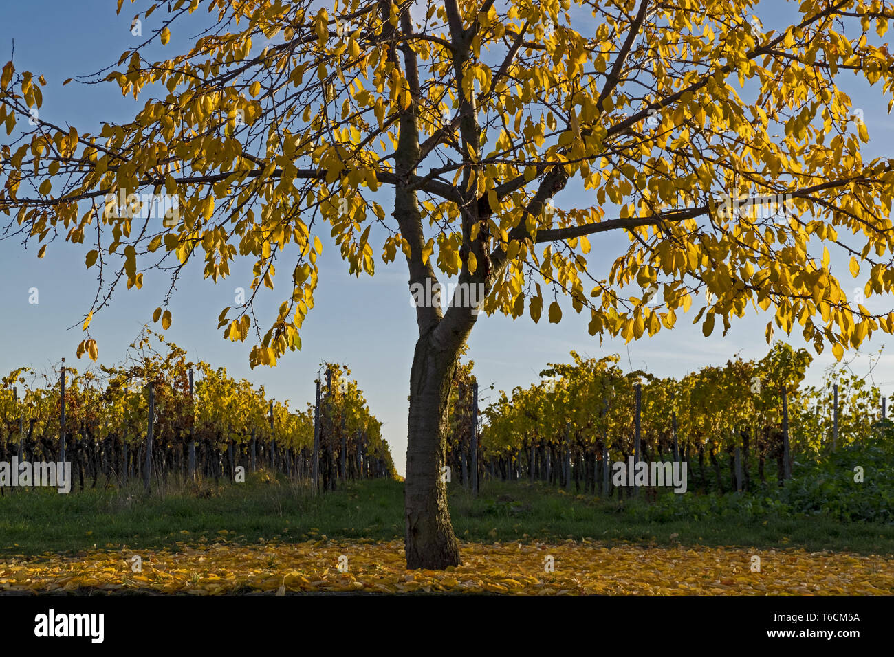 Cherry tree in autumn hi-res stock photography and images - Alamy