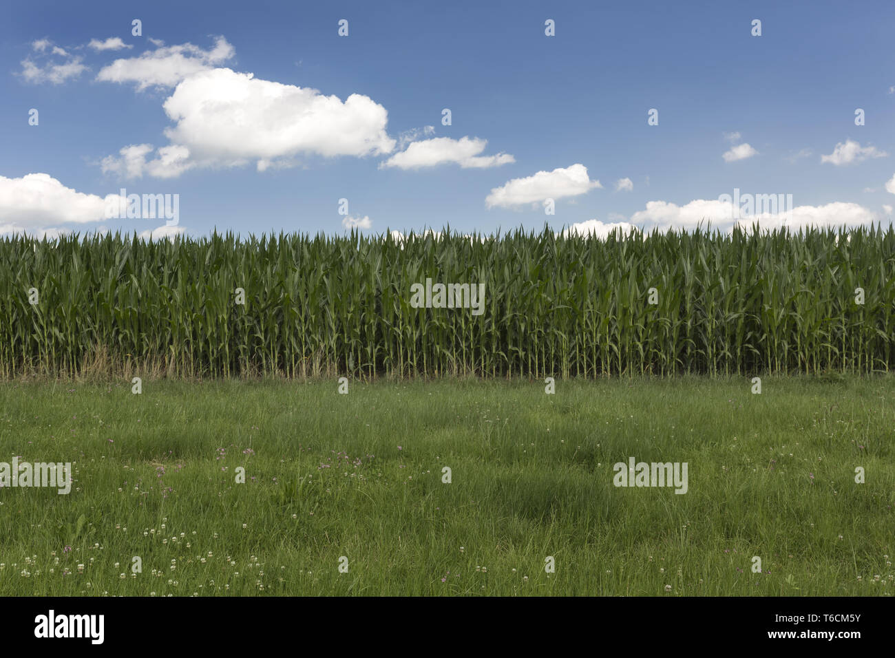 White maize growing hi-res stock photography and images - Alamy