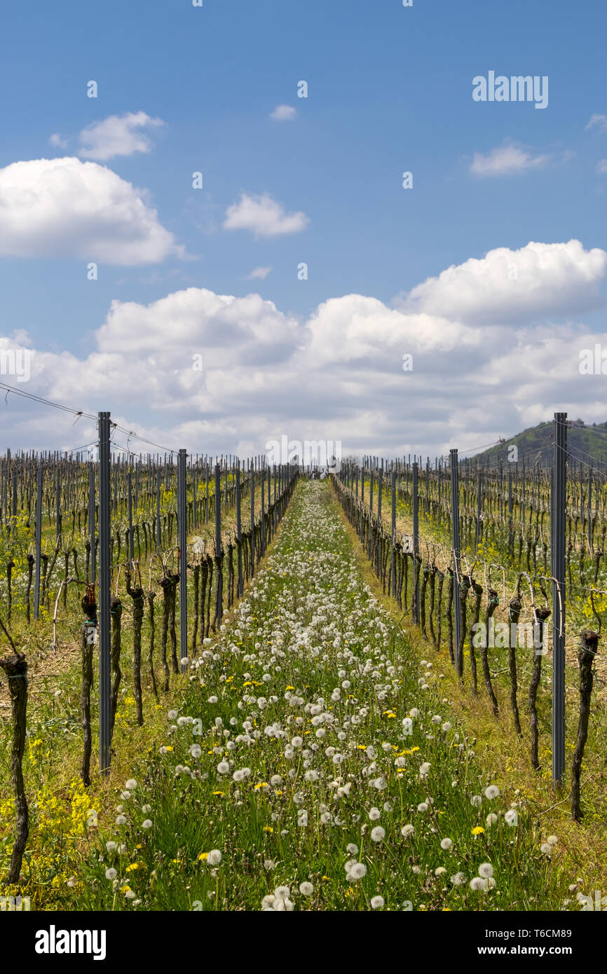 Spring in the vineyard Stock Photo - Alamy