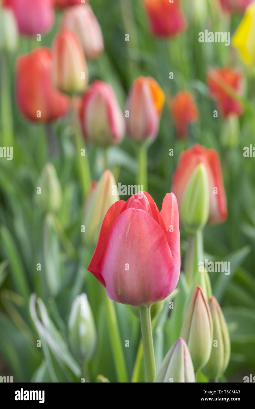 Tulip blooming season in the Netherlands, Europe Stock Photo - Alamy