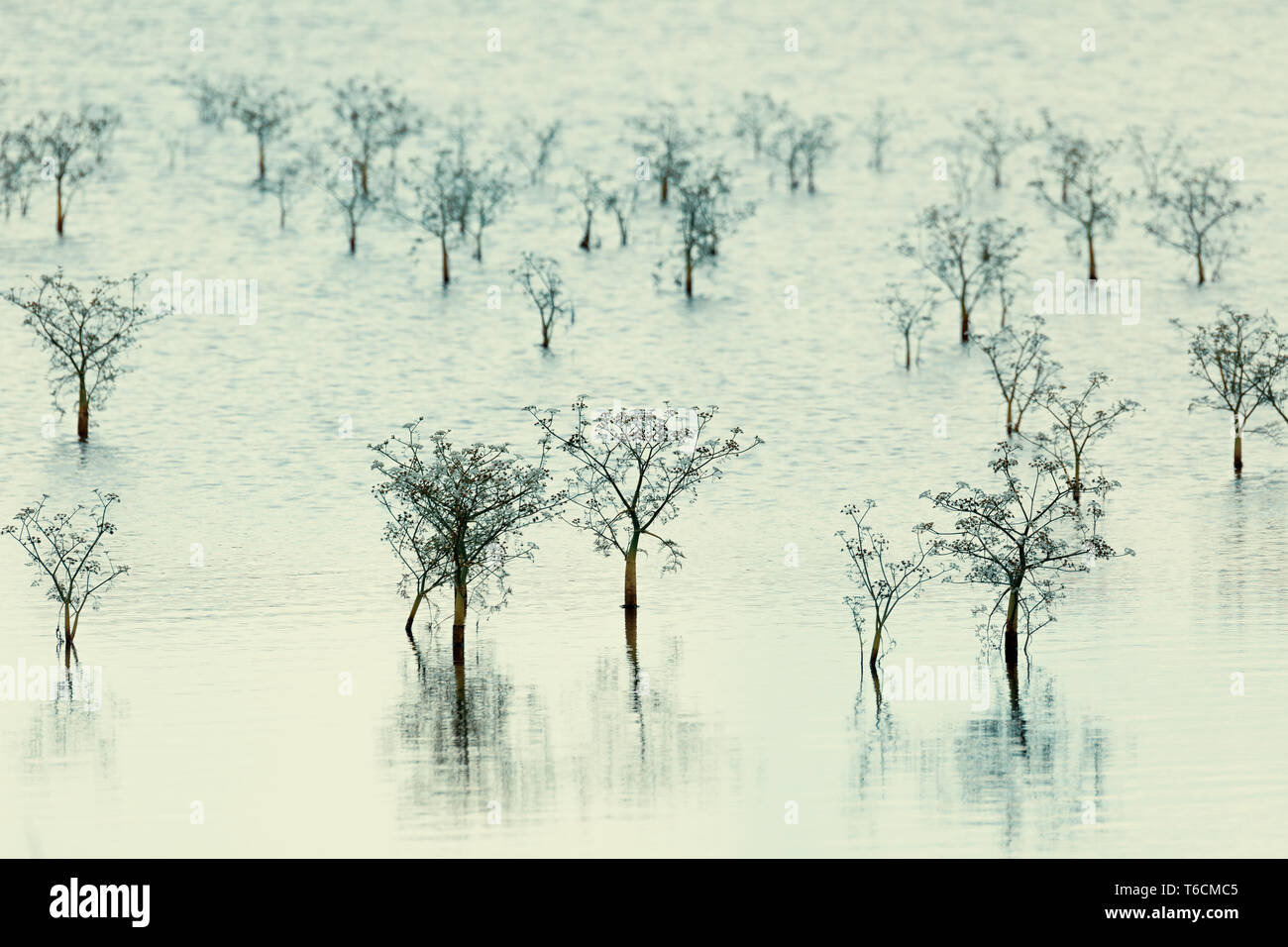 Plants on a pond rising from the water Stock Photo - Alamy