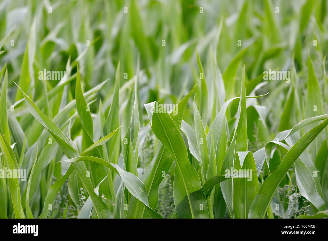 Shallow green ecology hi-res stock photography and images - Alamy