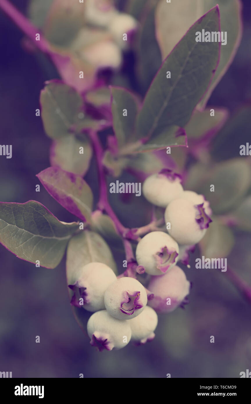 Unripe blue berry fruit in summer garden Stock Photo - Alamy