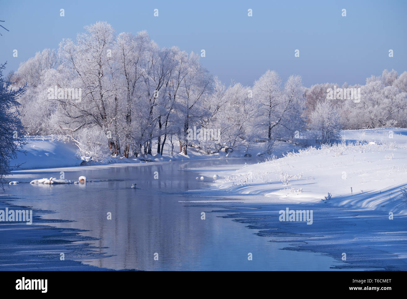 Altai river talitsa reflection willow hi-res stock photography and ...