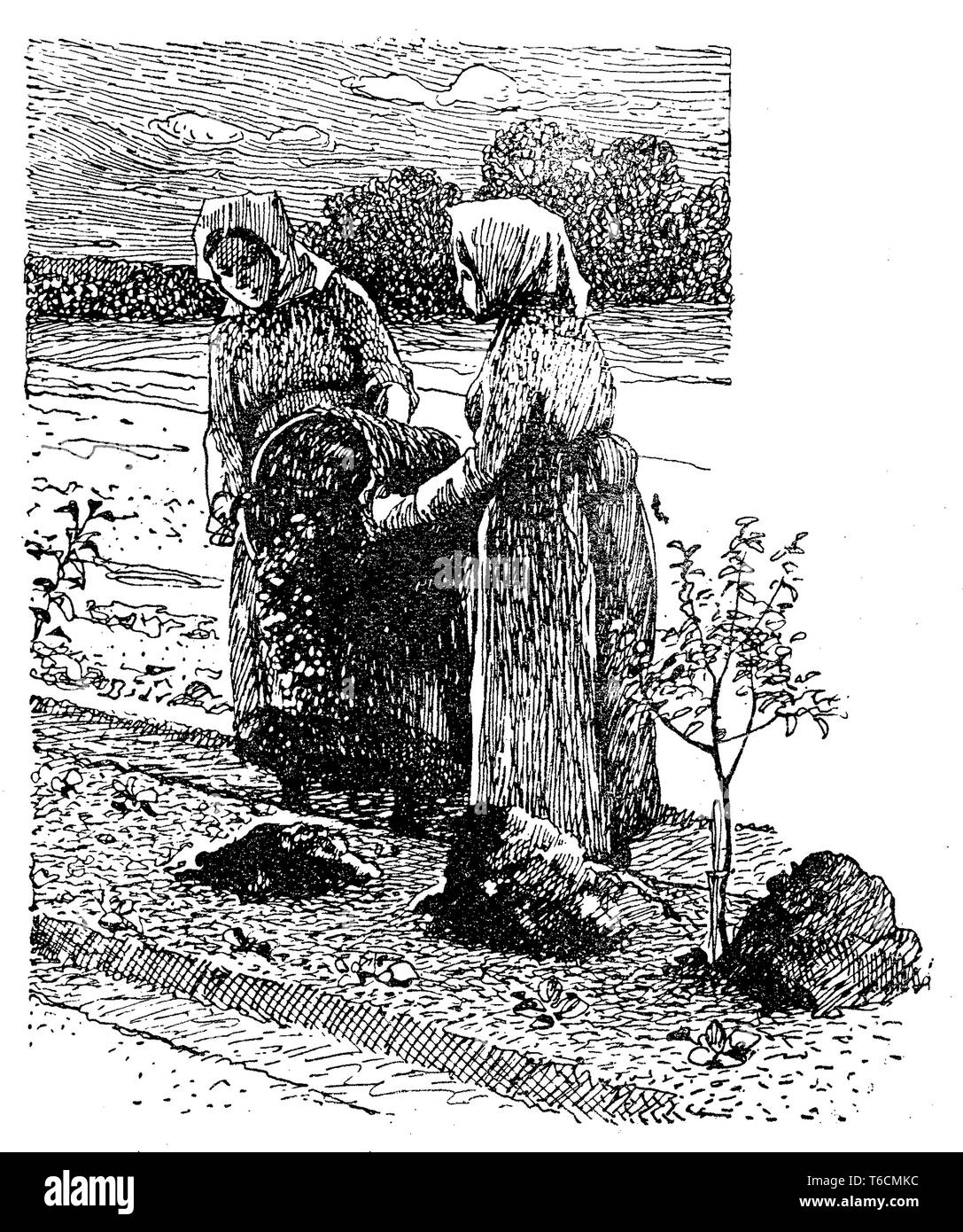 Women fertilize the garten with farm animals manure Stock Photo - Alamy