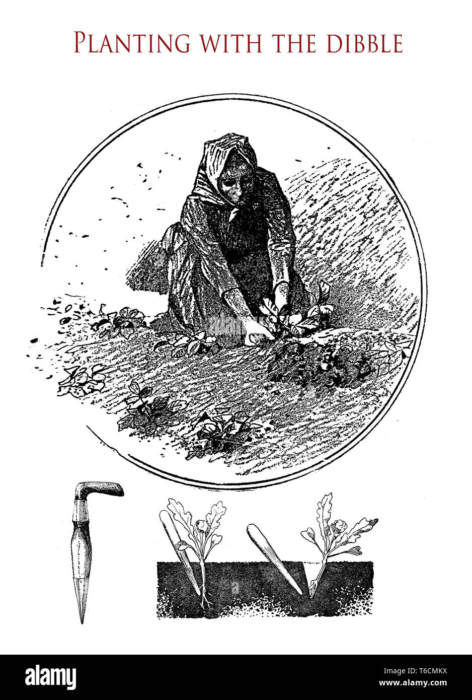 Woman planting sprouts with the help of a dibble, digging holes at ...