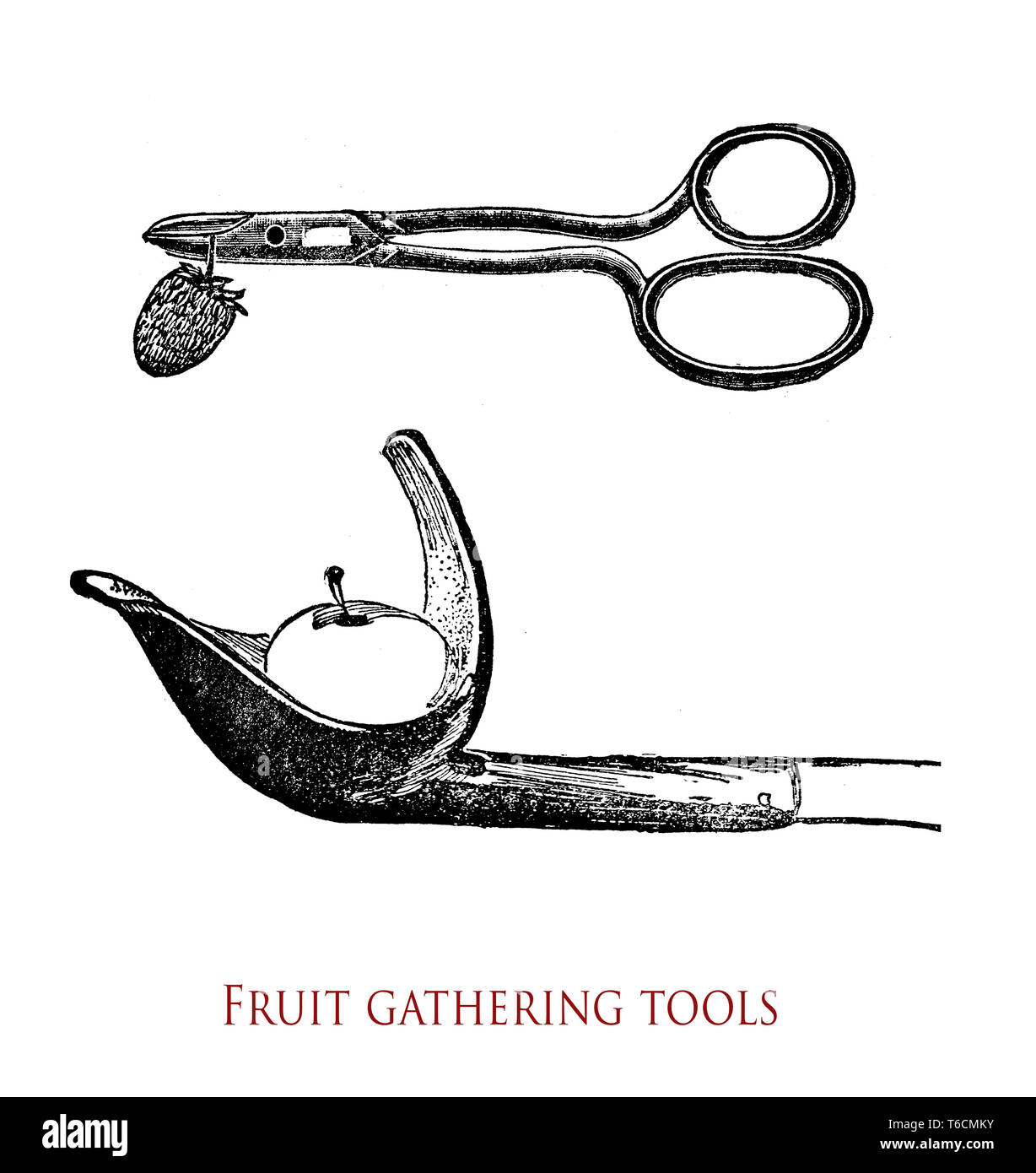 Agriculture illustration of fruit harvest tools: picking scissors and ...