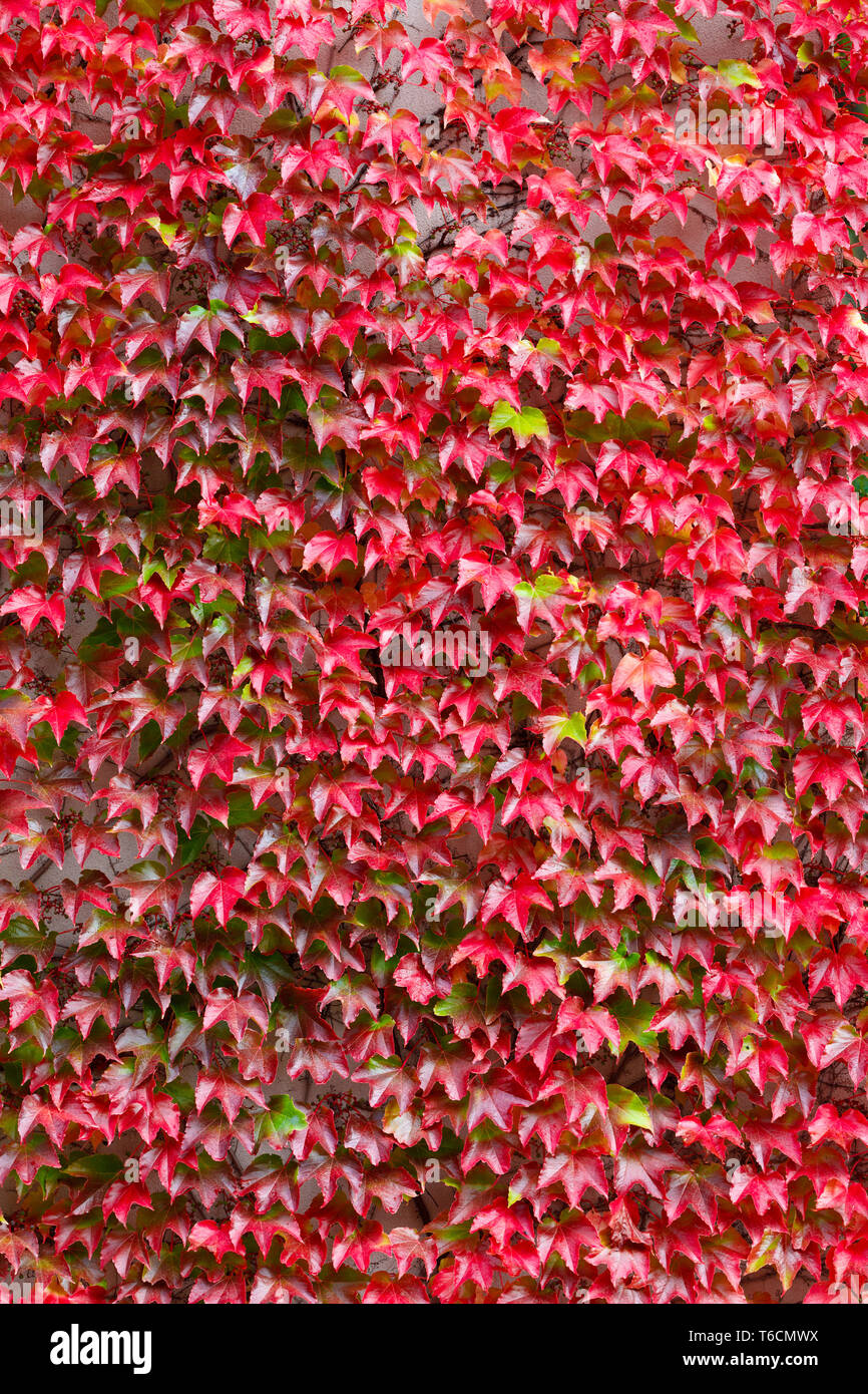 fall autumn background with red leaves for backdrop Stock Photo - Alamy