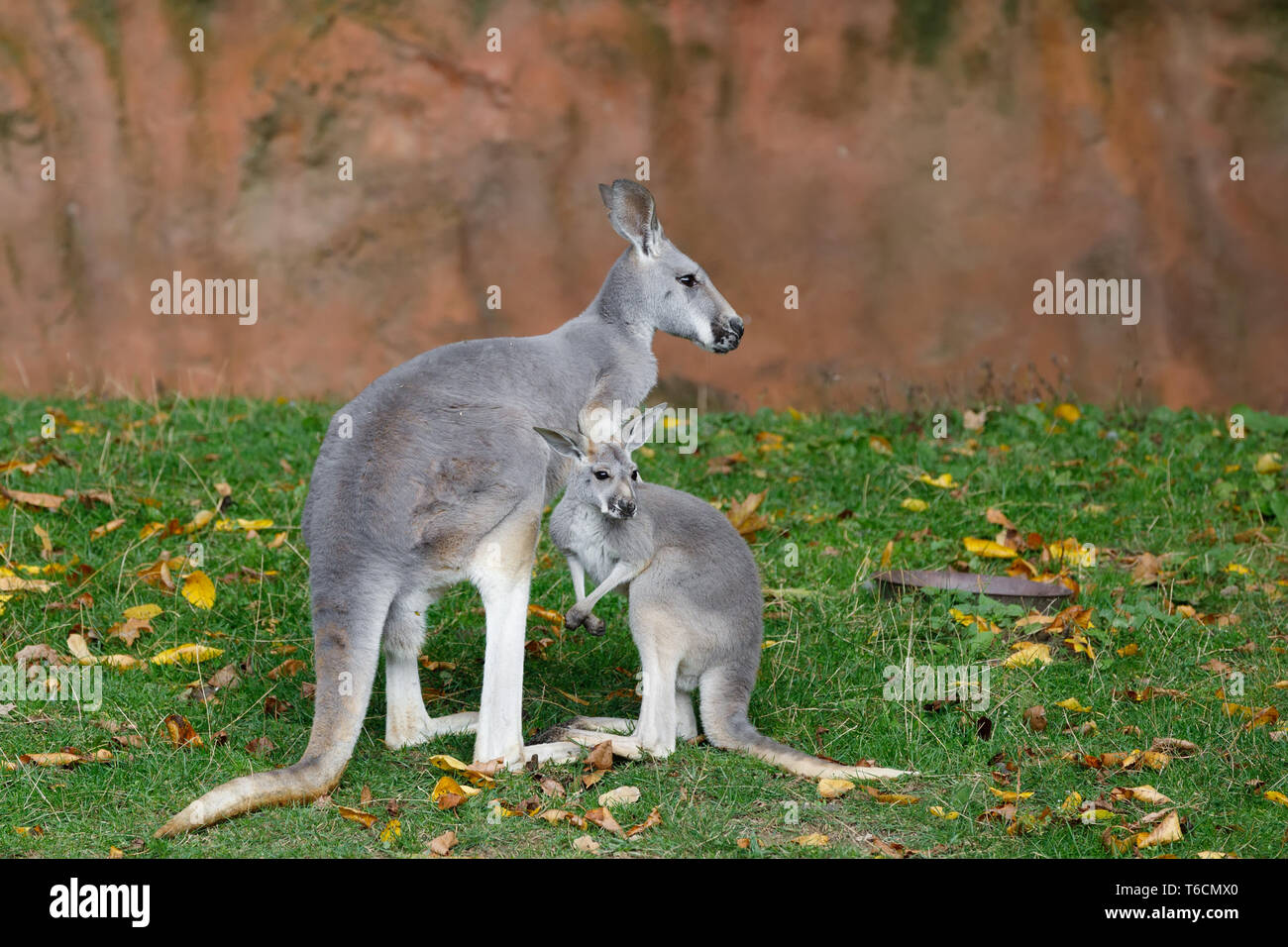 Baby red kangaroo hi-res stock photography and images - Alamy