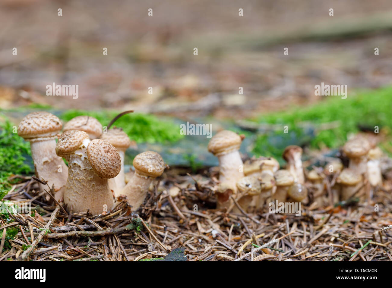 Armillaria ostoyae hi-res stock photography and images - Alamy