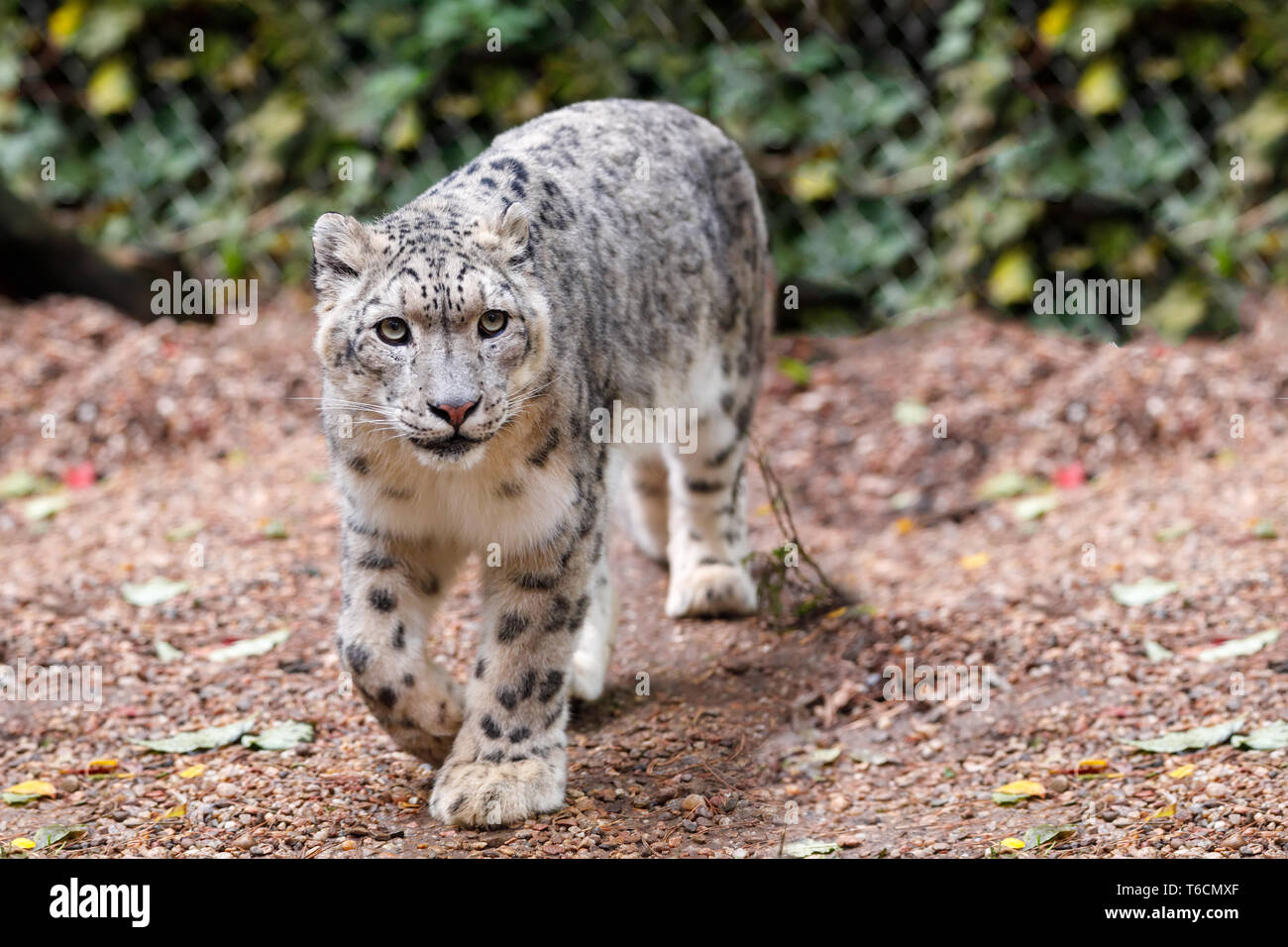 Snow leopard skin hi-res stock photography and images - Alamy