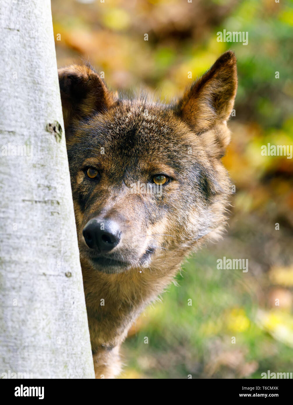 Iberian wolf (Canis lupus signatus Stock Photo - Alamy