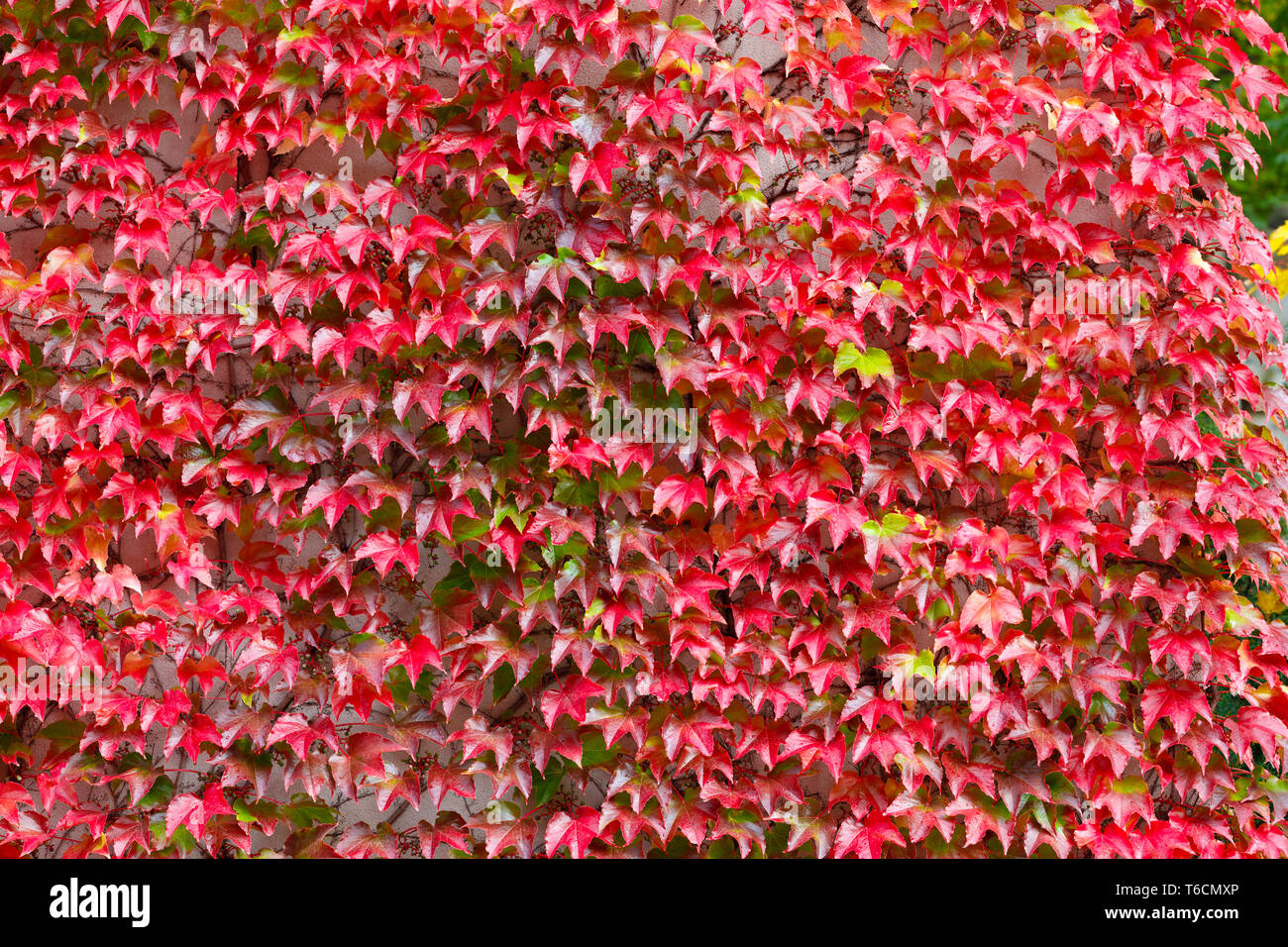 fall autumn background with red leaves for backdrop Stock Photo - Alamy