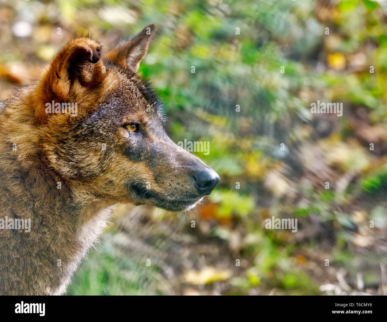 Canis lupus signatus spain hi-res stock photography and images - Alamy