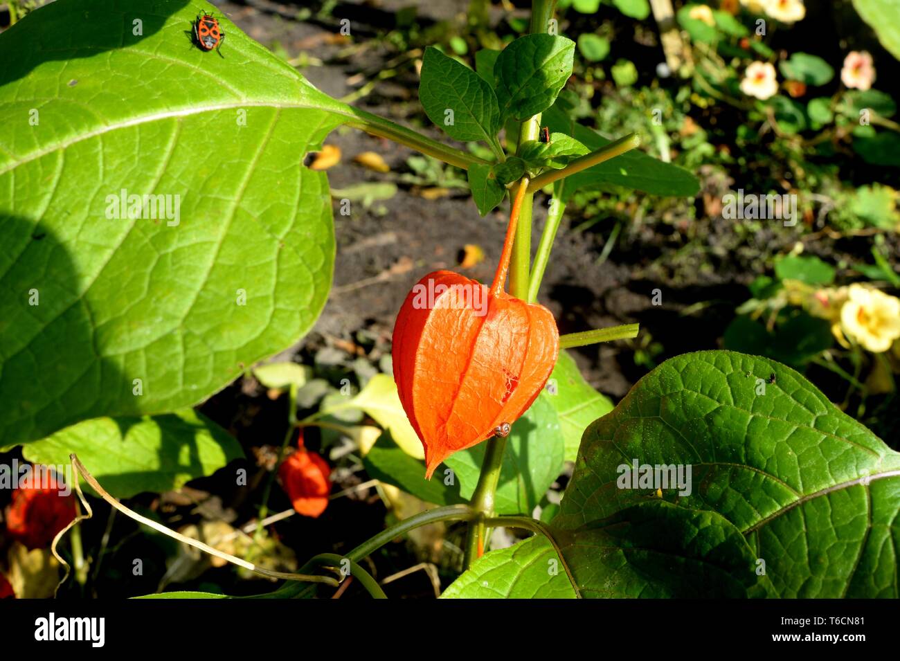 Lampion flower hi-res stock photography and images - Alamy