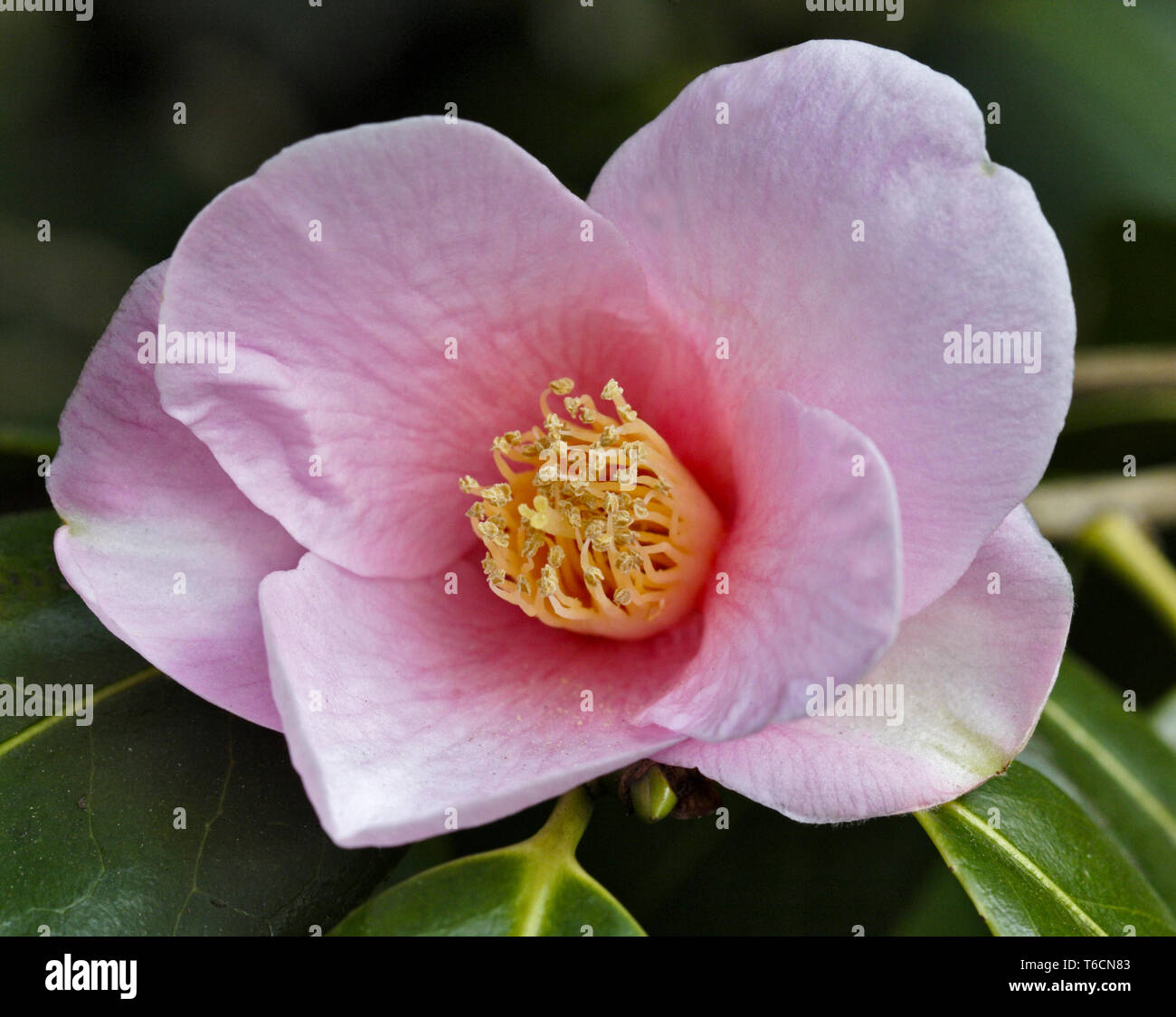 Camellia beni wabisuke hi-res stock photography and images - Alamy