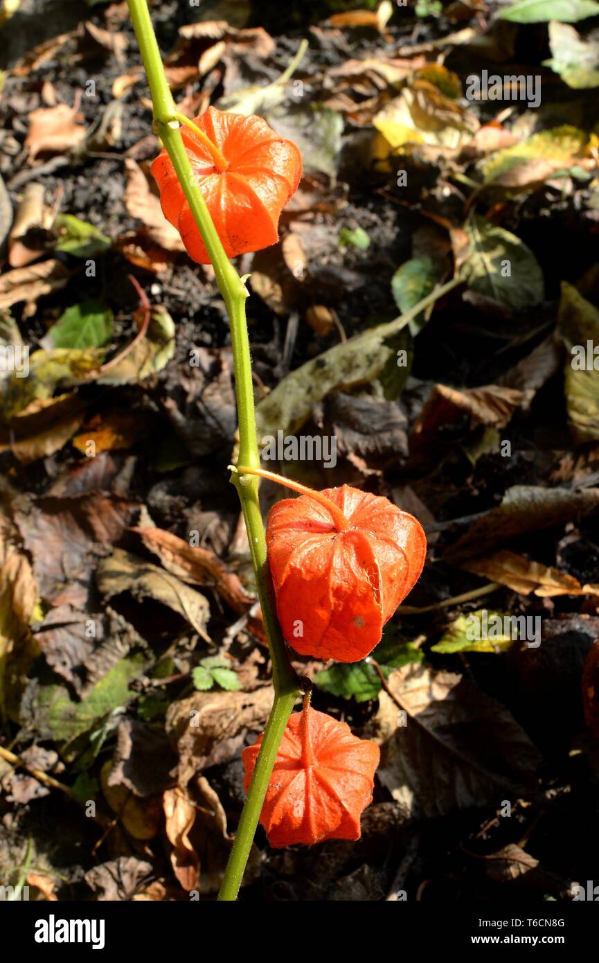 Lampion flower hi-res stock photography and images - Alamy