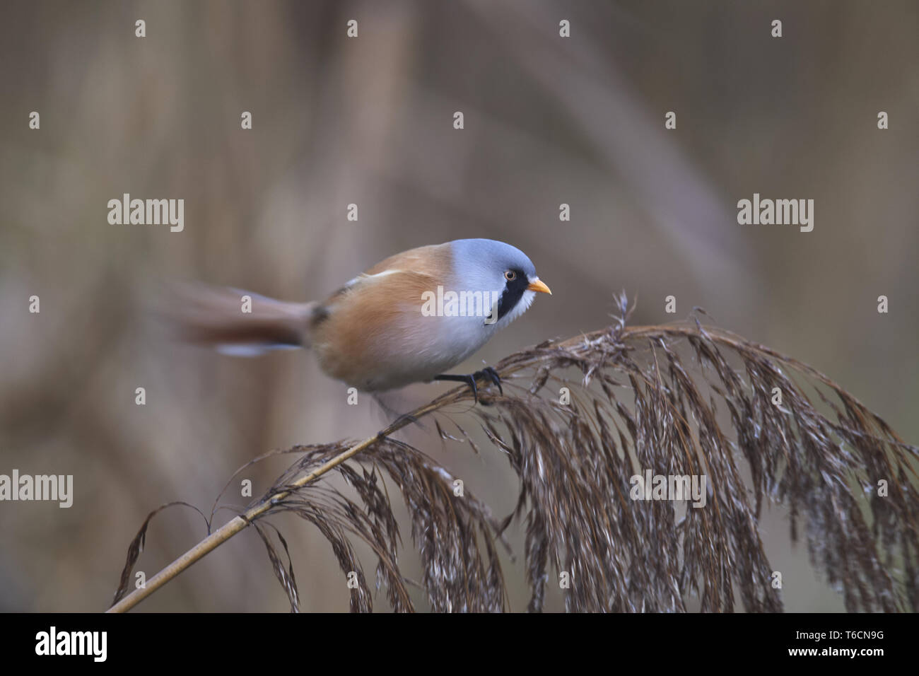 Bearded Reedling, Panurus biarmicus Stock Photo - Alamy