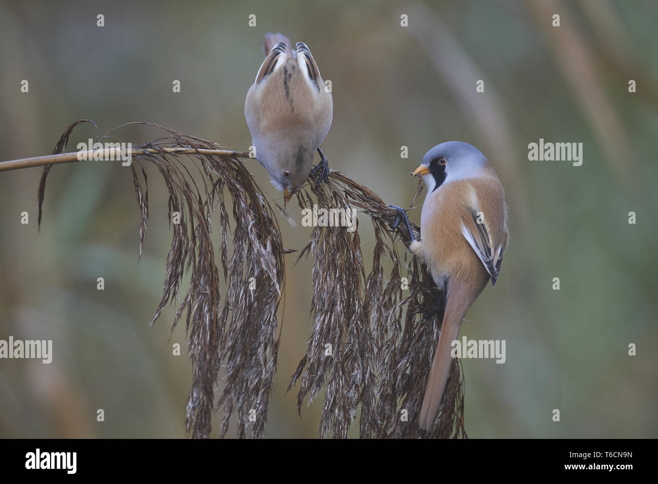 Bearded Reedling, Panurus biarmicus Stock Photo - Alamy