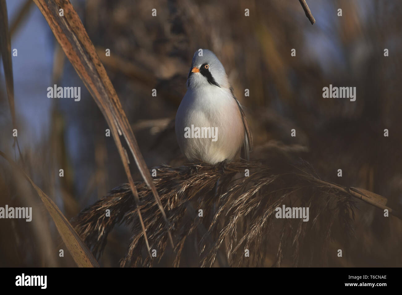Bearded Reedling, Panurus biarmicus Stock Photo - Alamy