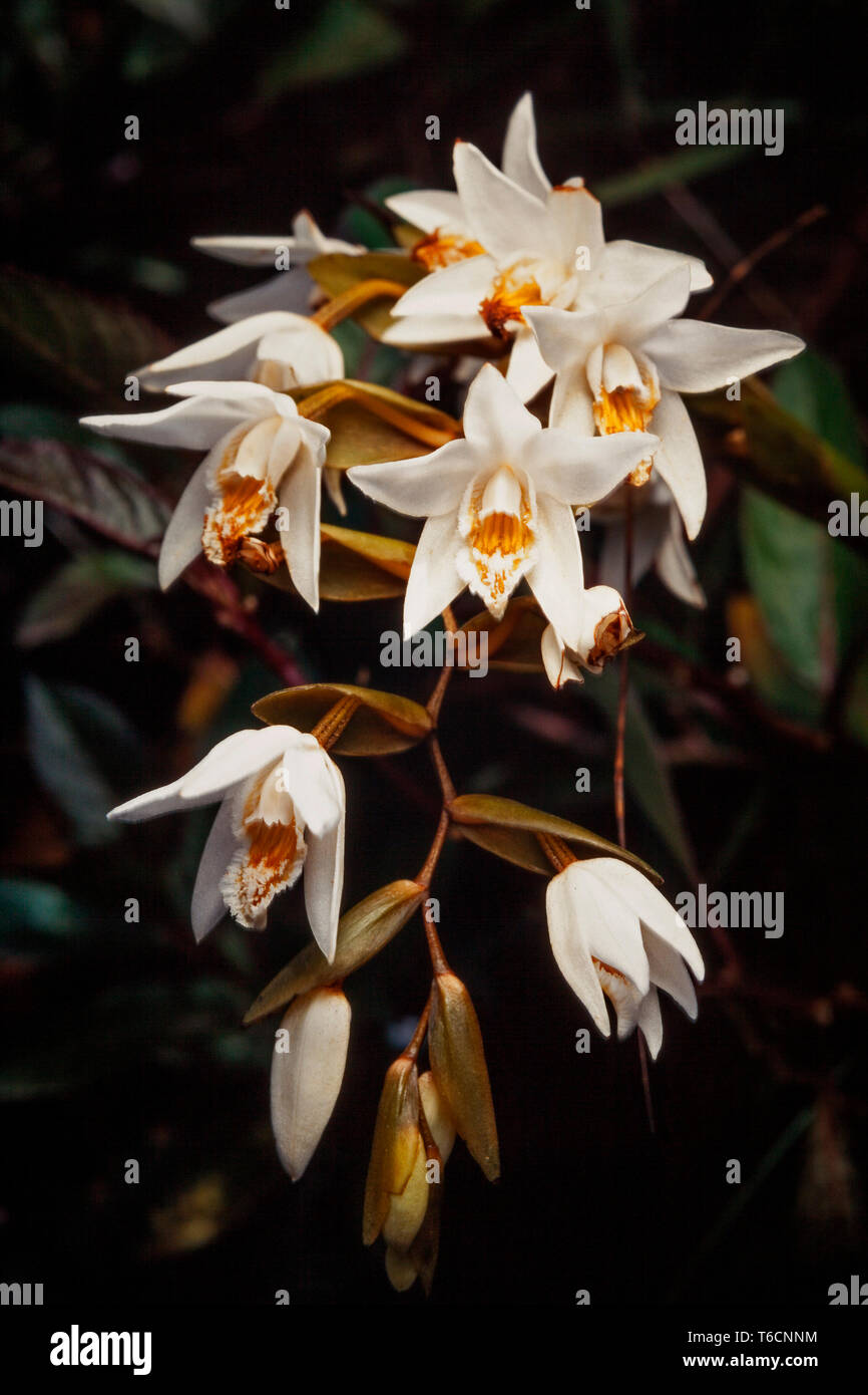 Mountain orchid, Coelogyne papillosa, Kinabalu National Park, Sabah ...