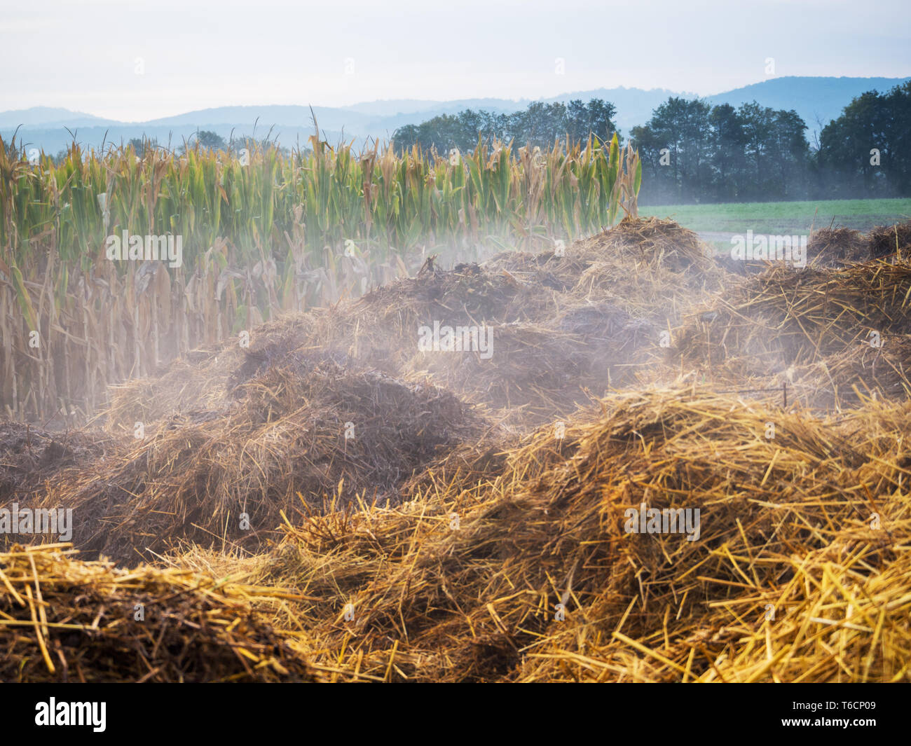 Manure heap hi-res stock photography and images - Alamy