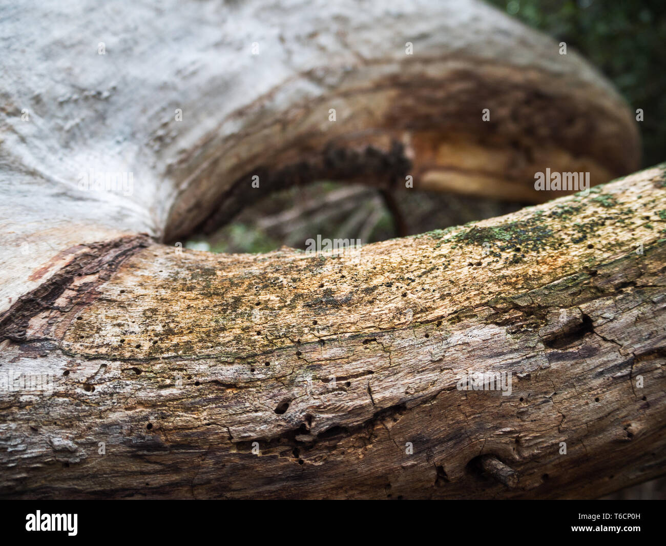 Trunk tree structure hi-res stock photography and images - Alamy