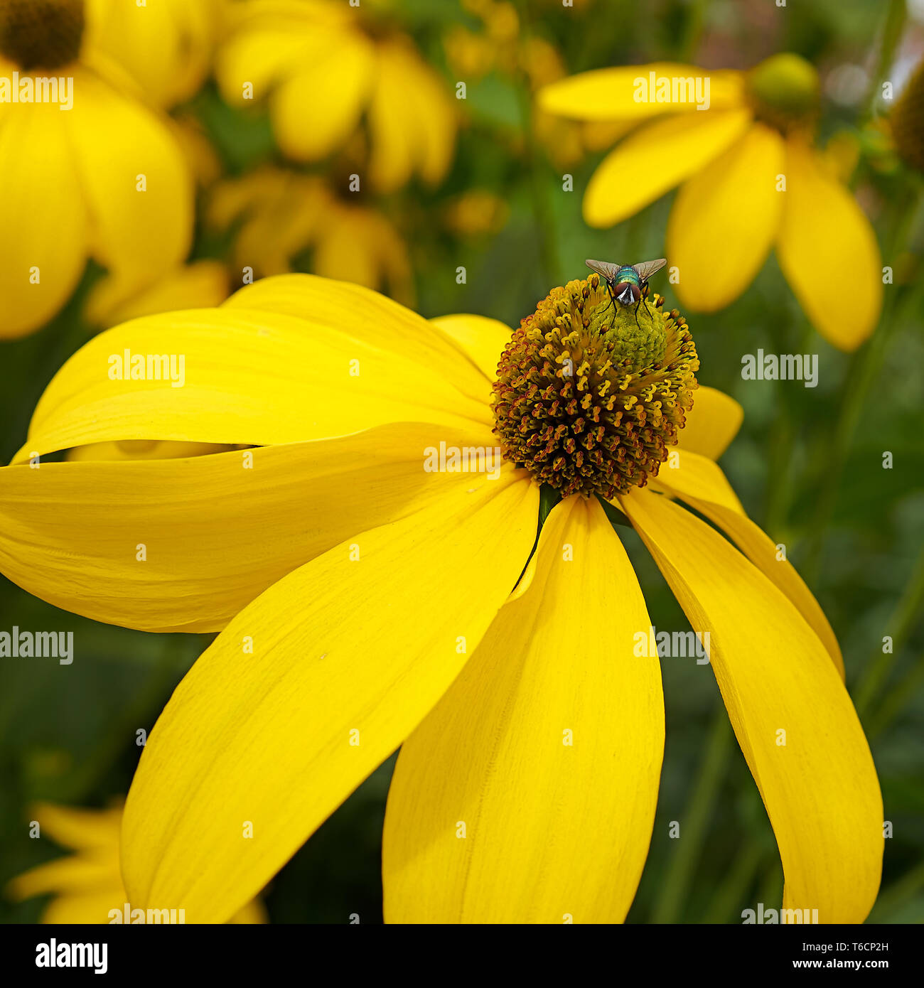 yellow flower with a fly in summer Stock Photo - Alamy