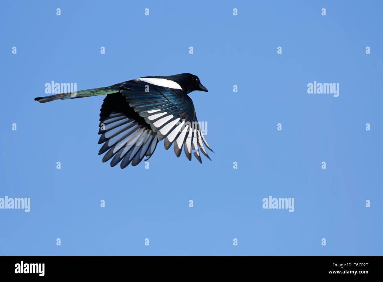 Eurasian Magpie Flying High Resolution Stock Photography and Images - Alamy