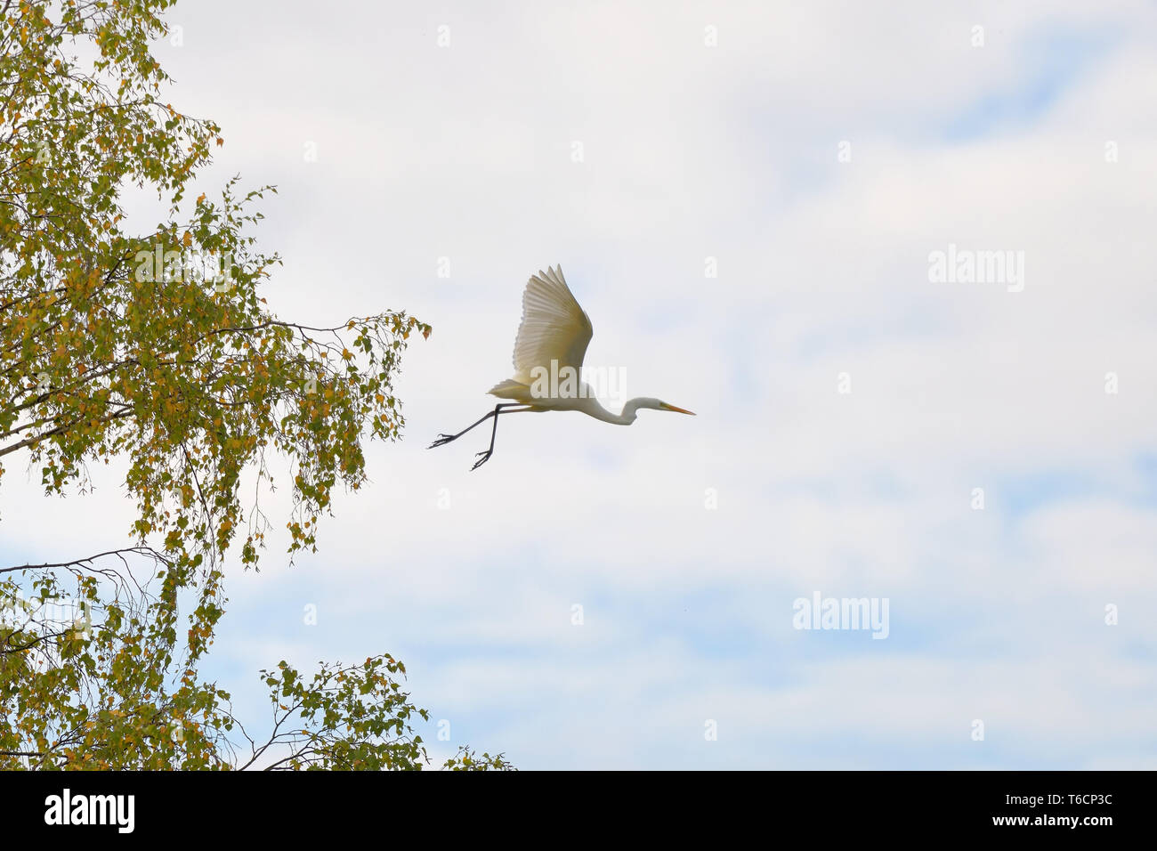 Flying common egret hi-res stock photography and images - Alamy