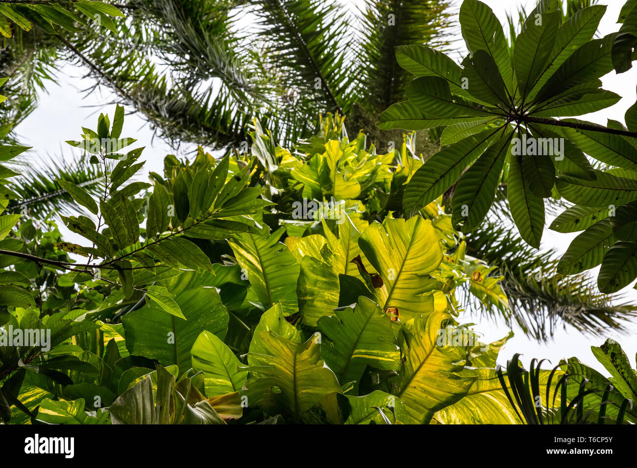 Cuban Forest Trees High Resolution Stock Photography and Images - Alamy