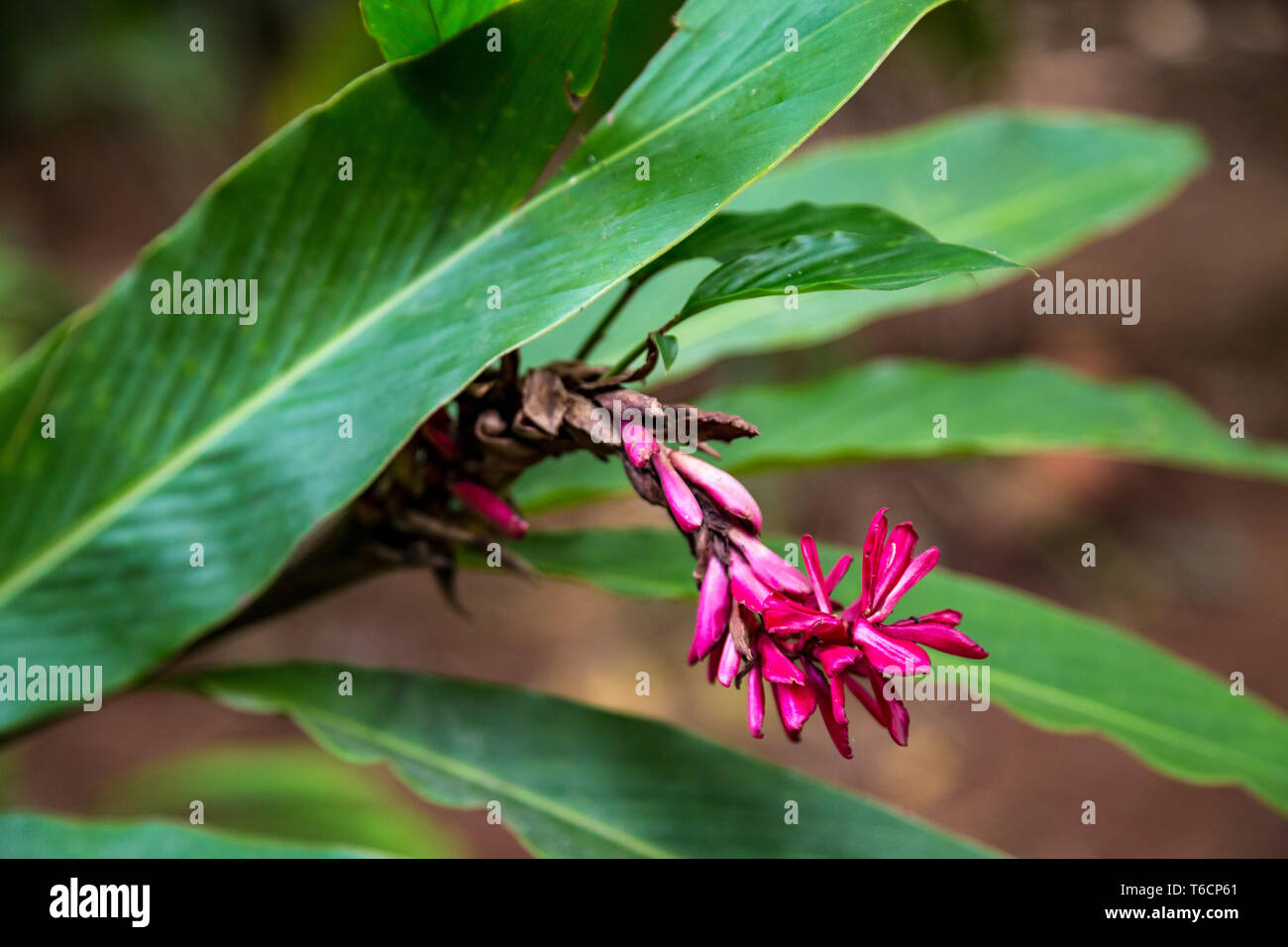 Cuban flower hi-res stock photography and images - Alamy