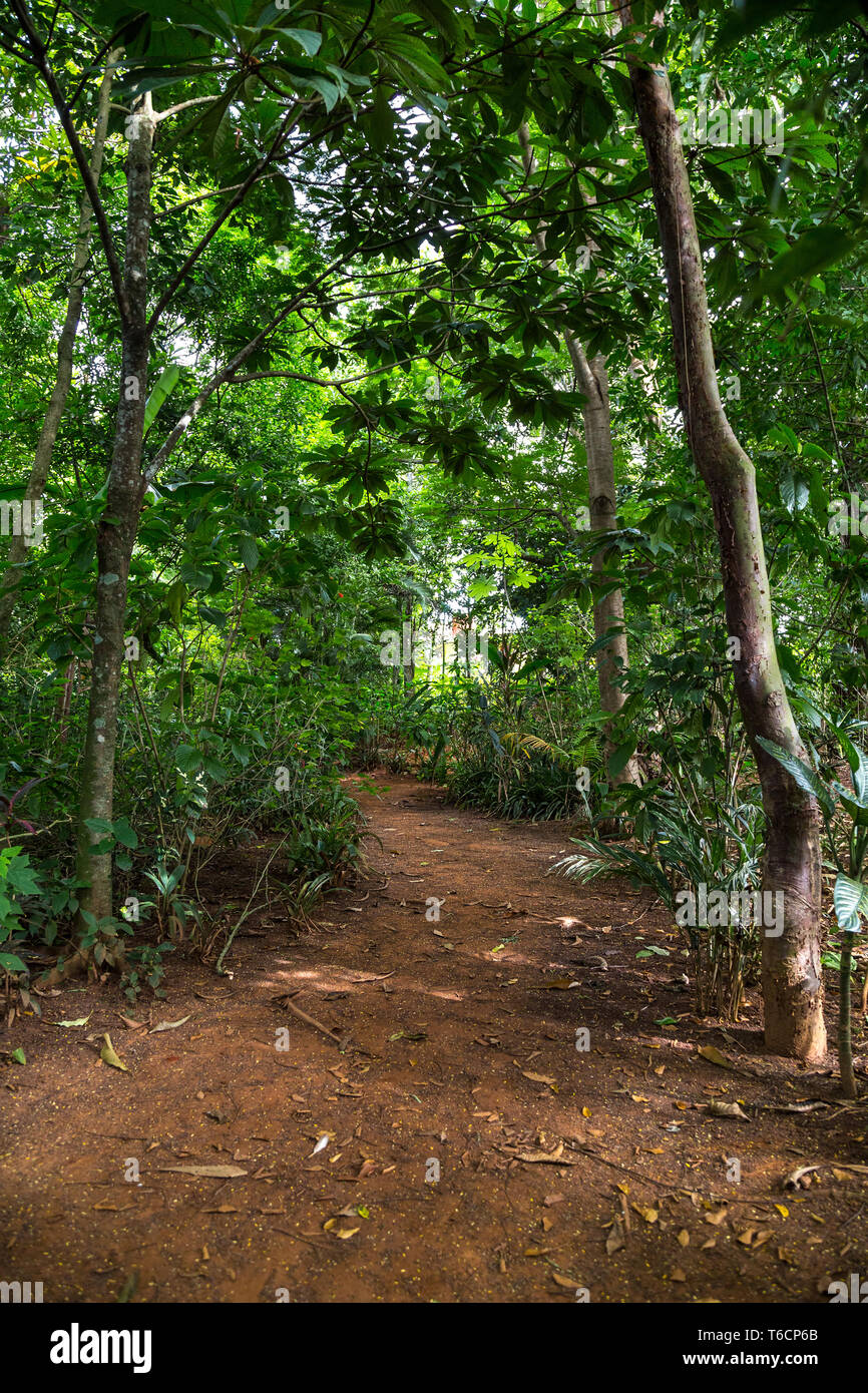 Tropical forest in Cuba Stock Photo - Alamy