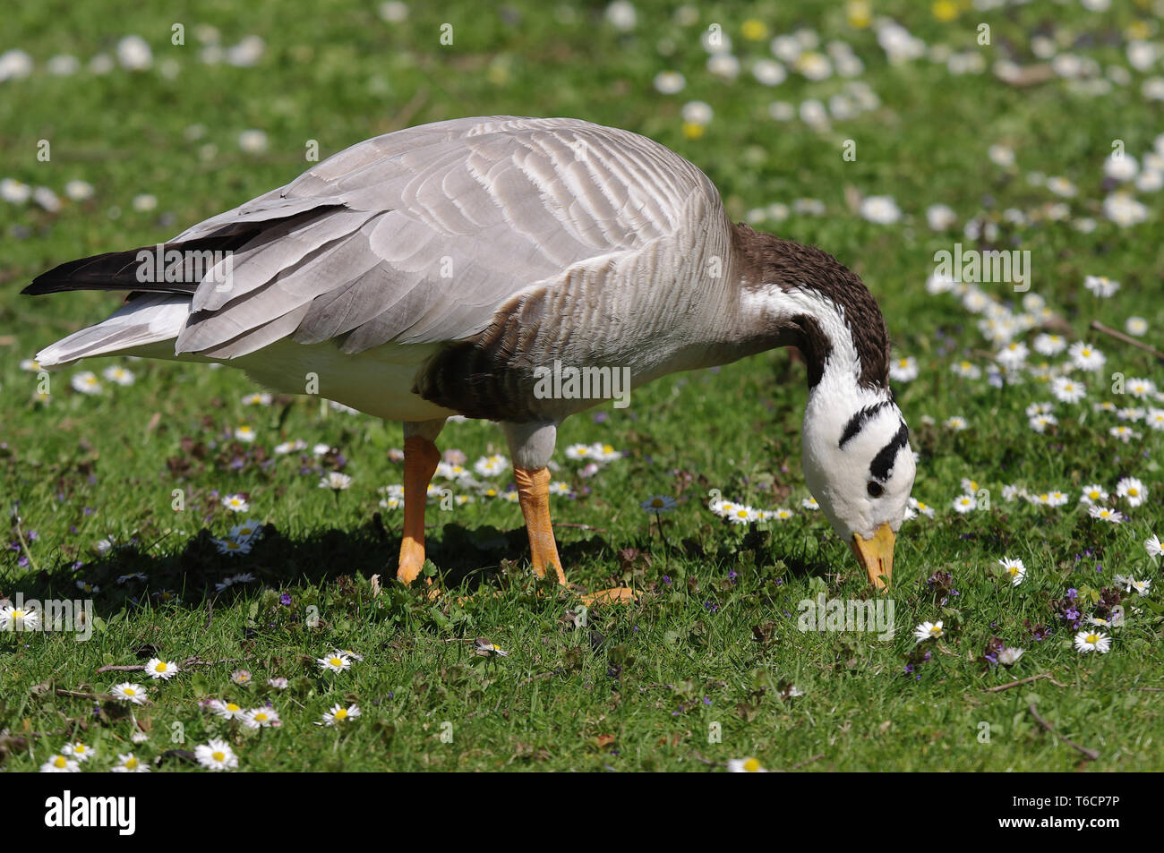 Indian goose hi-res stock photography and images - Alamy