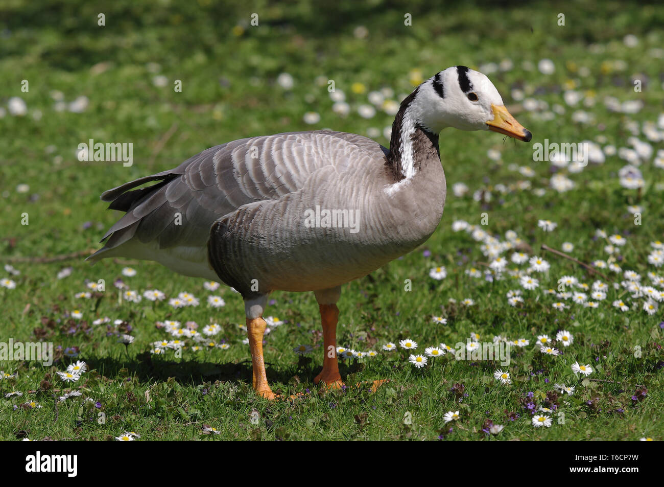 Indian goose hi-res stock photography and images - Alamy