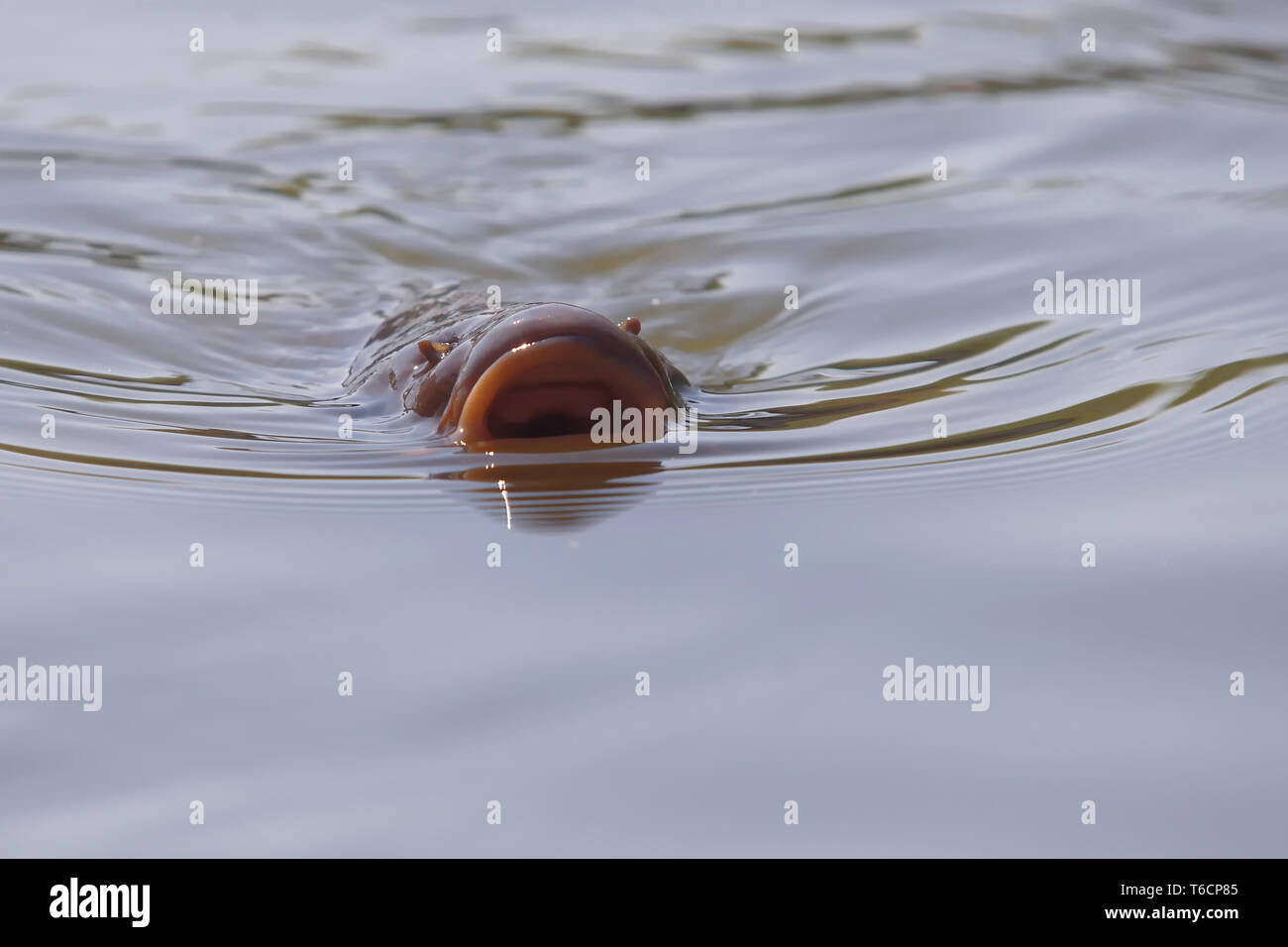 Common carp in the pond Stock Photo - Alamy