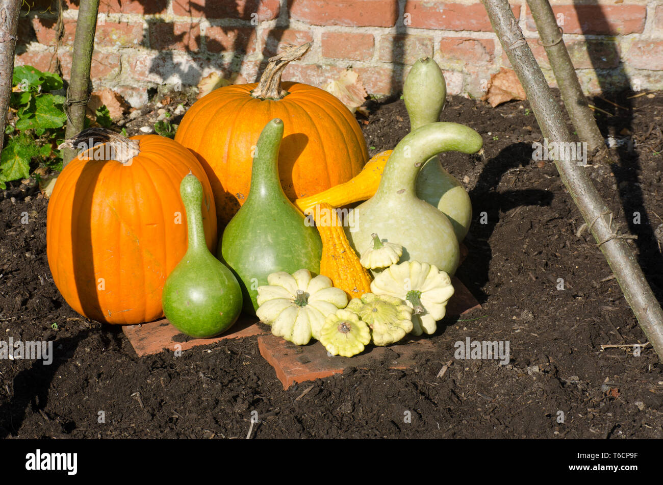 Growing gourds hi-res stock photography and images - Alamy