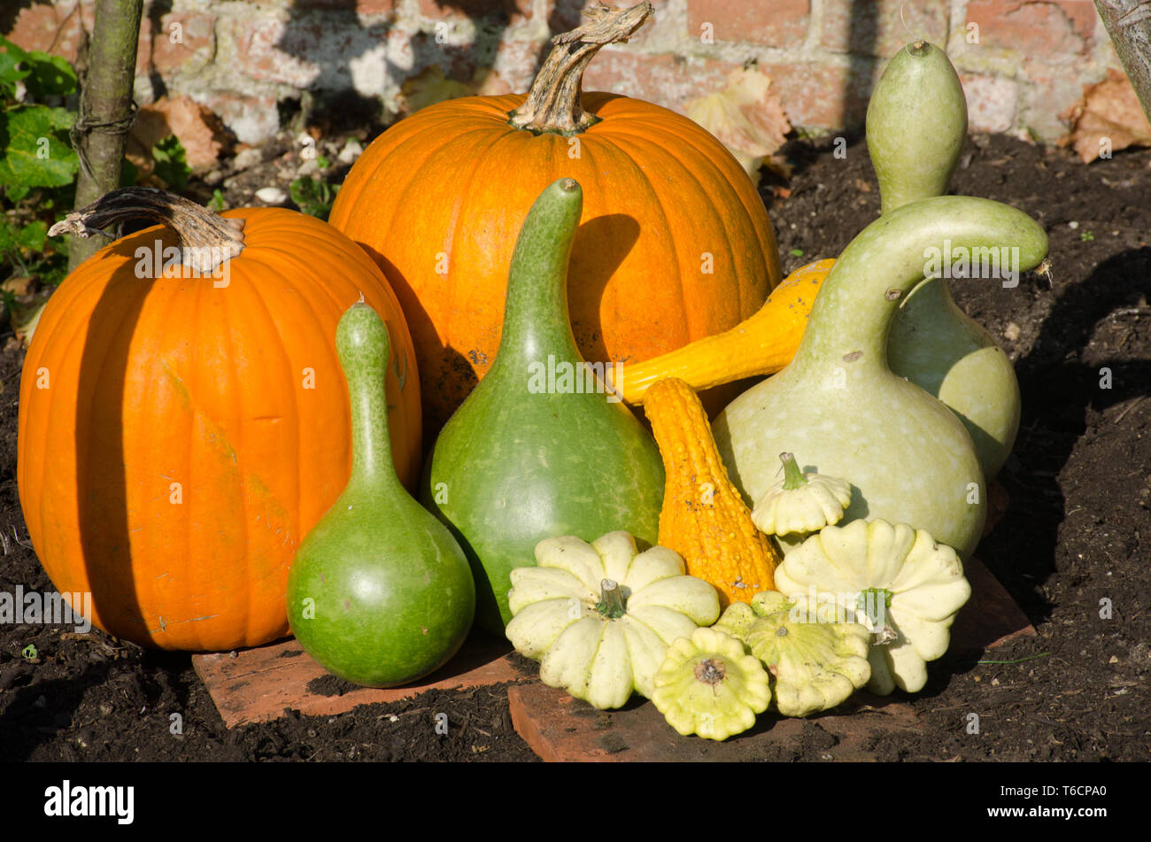 Gourds plant hi-res stock photography and images - Alamy