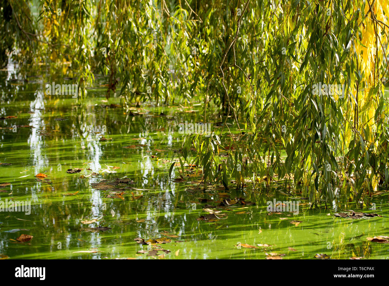 Berlin germany willow tree hi-res stock photography and images - Alamy