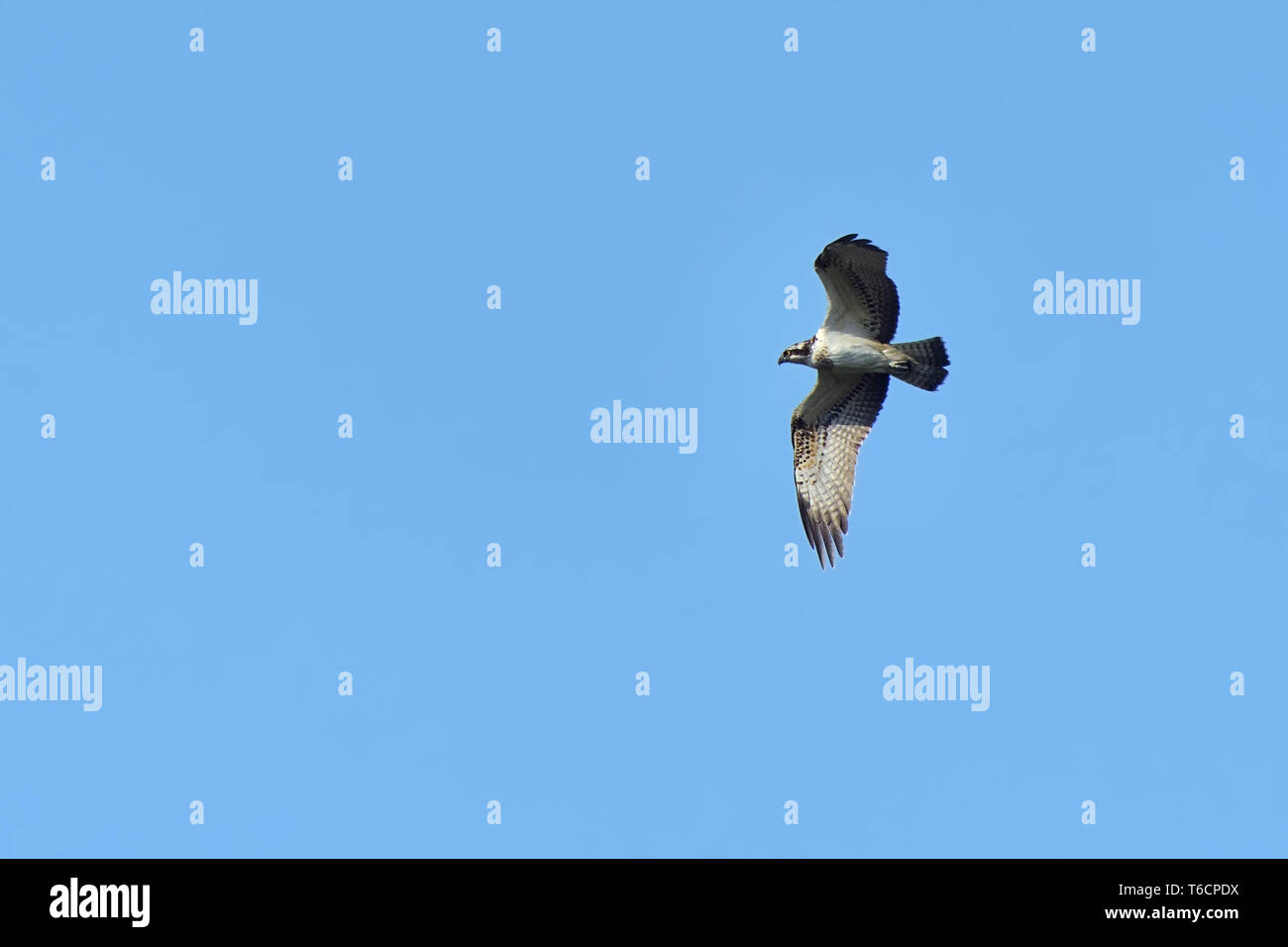Osprey fledgling hi-res stock photography and images - Alamy