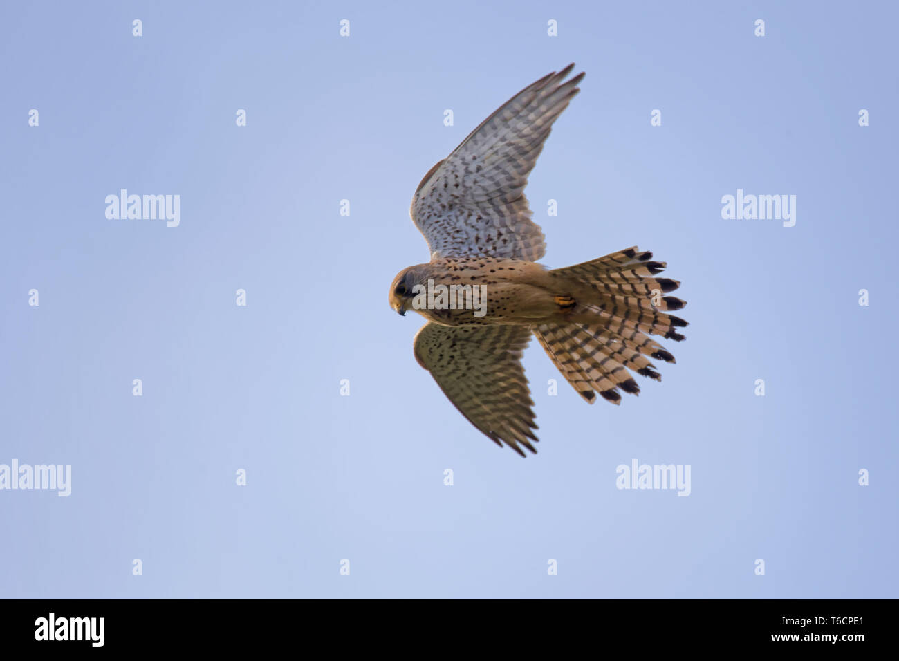 Common kestrel hi-res stock photography and images - Alamy