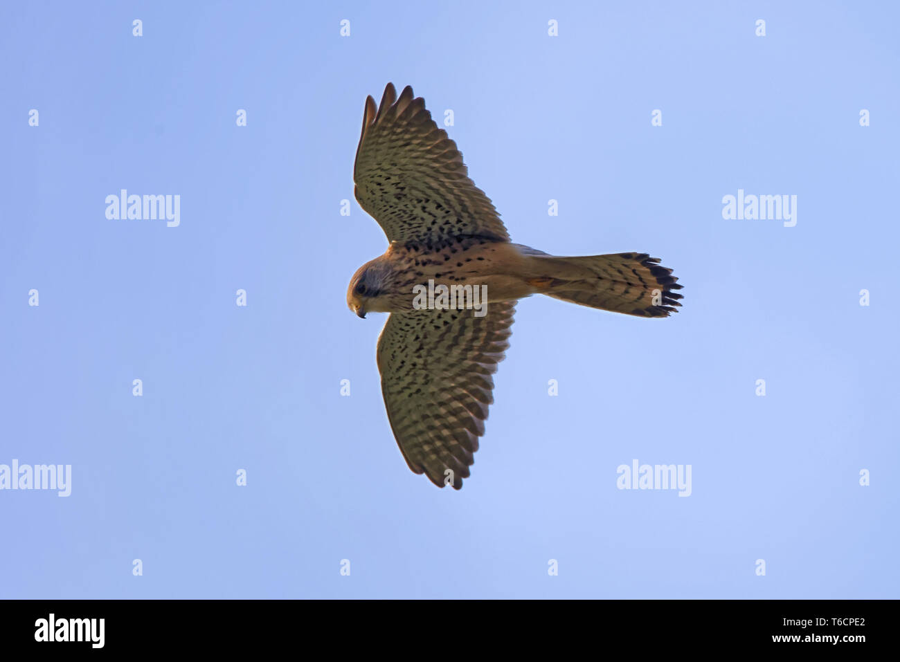 Common kestrel hi-res stock photography and images - Alamy