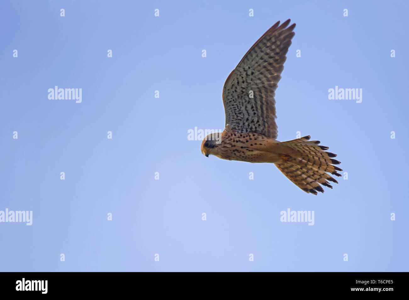 Common kestrel hi-res stock photography and images - Alamy